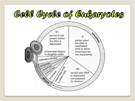 Cell Cycle In Eukaryotes