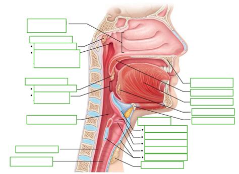 Sagittal View Of Head Diagram Quizlet