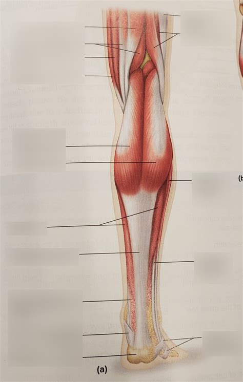Posterior Lower Leg Muscles Diagram Quizlet