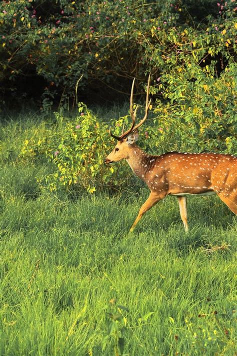 Beautiful Male Chital Deer Or Spotted Deer Axis Axis Grazing In The