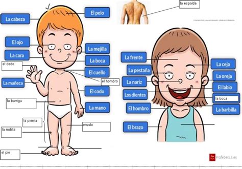 Ubicación eficacia Geometría las partes del cuerpo en frances