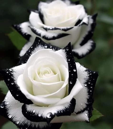Pin By Sahar Fahead On Fleur Jardin In 2024 Beautiful Rose Flowers