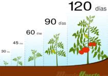 10 nombres de plantas de clima cálido Plantas para