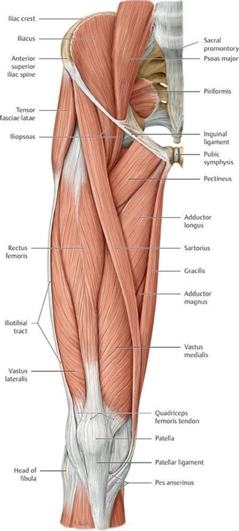 Lower Limb Muscle Anatomy