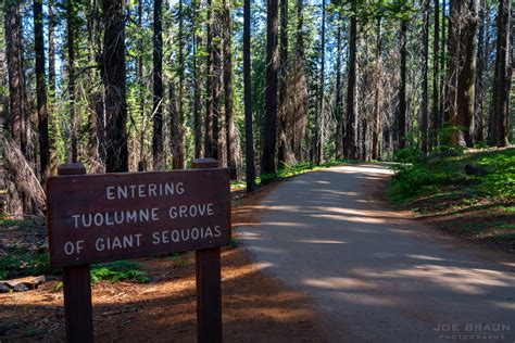 Tuolumne Grove Of Giant Sequoias Hiking Guide Joe S Guide To Yosemite