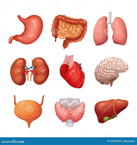 Organes Internes Humains Estomac Et Poumons Reins Et Coeur Cerveau Et