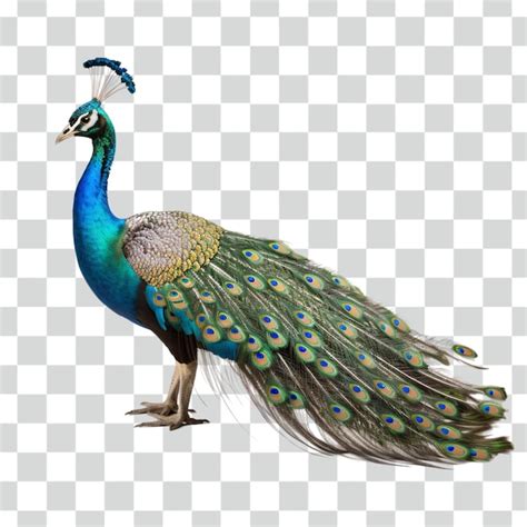 Fondo Transparente De Pavo Real Psd Archivo PSD Premium