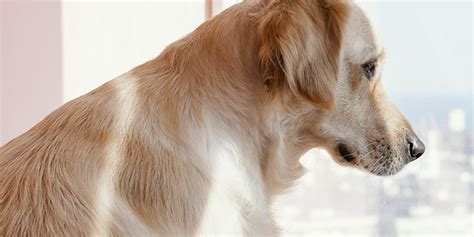 Le Chien A T Il La Notion Du Temps