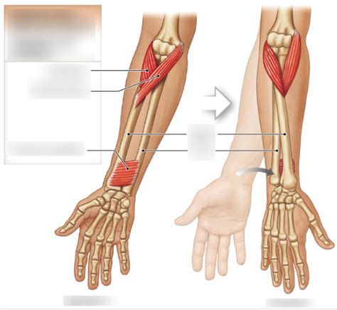 Muscles That Move Forearm Diagram Quizlet