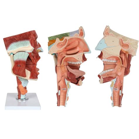 Cavities Of The Nose Mouth And Throat With Larynx Anatomy Models 10
