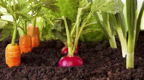 Le Top Des L Gumes Faciles Cultiver Pour Les D Butants Dans Le
