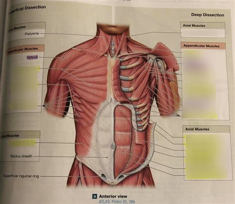 Muscles That Position The Pectoral Girdle Diagram Quizlet