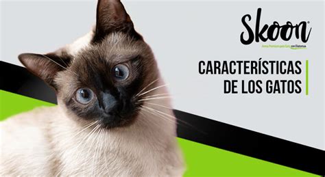 Características de los gatos Skoon México