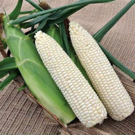 Jual Biji Benih Jagung Pulut Putih Bibit Jagung Ketan Unggul
