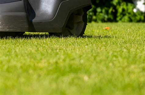Rasen Pflege im Frühjahr So verschwindet Moos Tipps Tricks