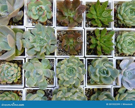 Vista Superior Del Echeveria Del Tomentosa Kalanchoe De Aloe Y Otras