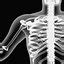 X Ray Skeleton Xray Body Human Obj