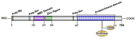 Schematic Representation Of The BRAF Thr599dup Gene Mutation
