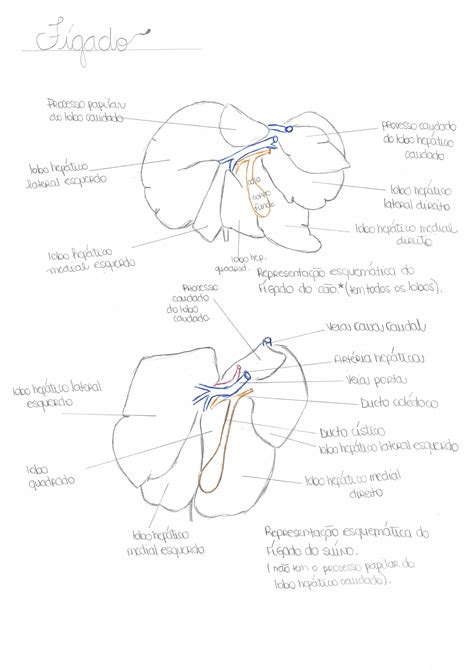1 ANATOMIA DO FIGADO DO CÃO E SUINO Anatomia Veterinária I