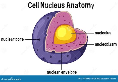 Diagrama De La Anatomía Del Núcleo De Célula Ilustración del Vector