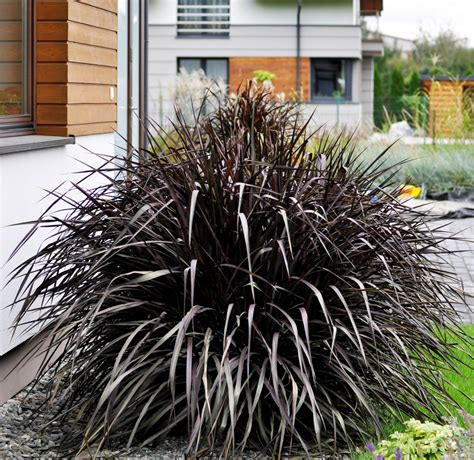 Rozplenica słoniowa Vertigo Pennisetum purpureum opis wygląd