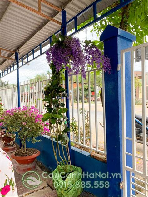 Cây Hoa Mai Xanh Thái Lan