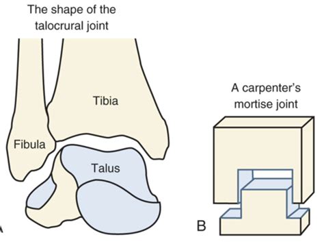 Kinesiology Exam Ankle And Foot Flashcards Quizlet