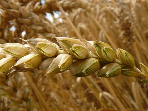 Cómo mejorar el cultivo de Cereales Symborg