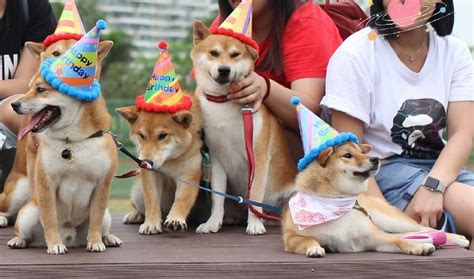 Comunidade Shiba Inu Comemora Salto De 18 Antes Da Estreia Do