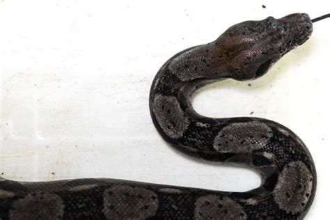 INSOLITE Un boa constrictor de 2 mètres de long retrouvé dans un