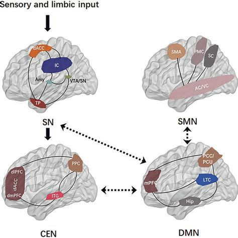 sensorimotor network the sensorimotor network smn mainly comprises download scientific