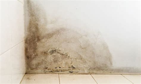 Cómo prevenir el moho en el baño o quitarlo si ya ha aparecido Sanytol
