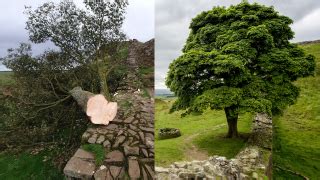 Au Royaume Uni le célèbre arbre de Sycamore Gap a été mystérieusement