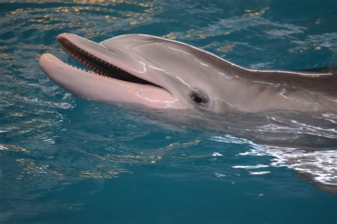 Fotos gratis mar agua biología mamíferos vertebrado delfín