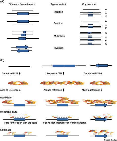 genome structural variation in human evolution trends in genetics