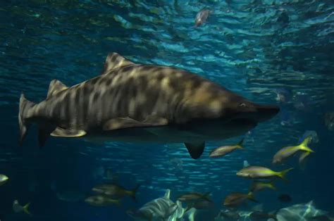 Increíble Descubre los tiburones más letales del planeta
