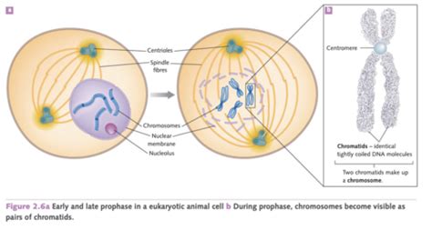 Biology Cell Cycle Flashcards Quizlet