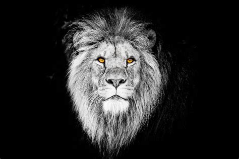 Black Lion 4K Wallpapers Top Free Black Lion 4K Backgrounds