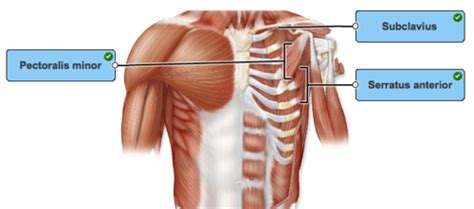 Muscles Of Upper Limb Thorax Flashcards Quizlet