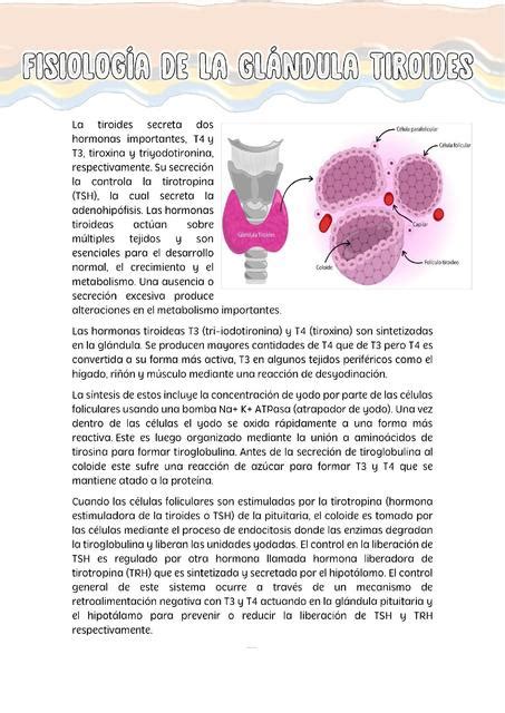 Fisiologia De La Glandula Tiroides Docsity UDocz