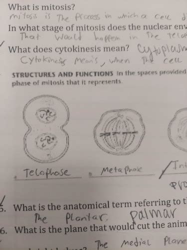 Anatomy And Physiology Flashcards Quizlet