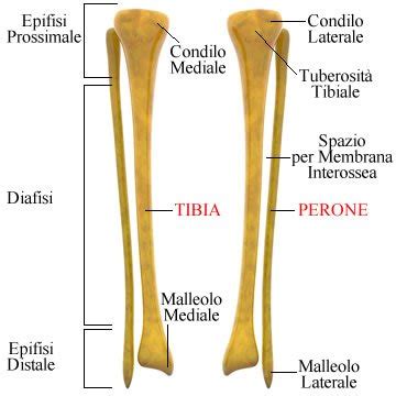 Frattura Tibia E Perone Guida Avanzata Ryakos Center