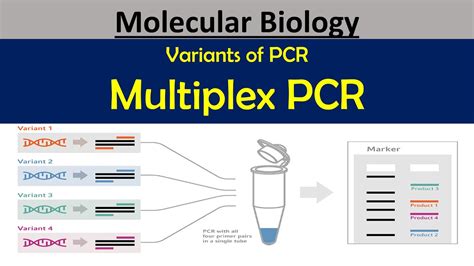 37 Types Of PCR With Definition Principle And Uses 45 OFF