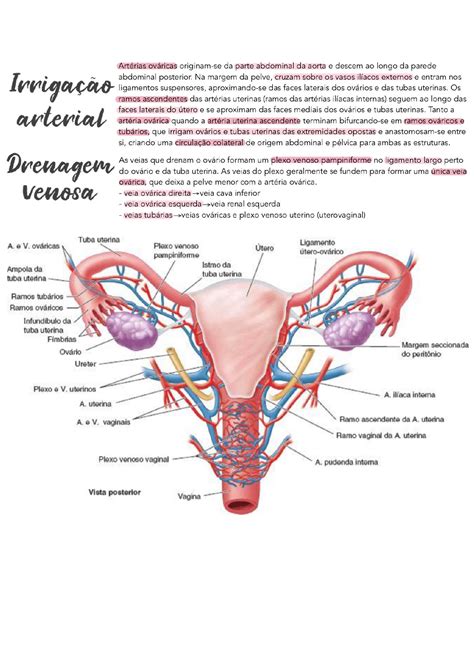 Órgãos genitais internos femininos Anatomia I