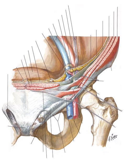 Inguinal Canal And Spermatic Cord Diagram Quizlet