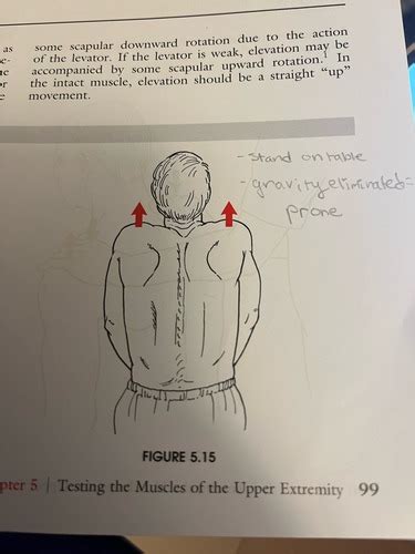 OCTH 712 Practical Exam 1 MMT Flashcards Quizlet