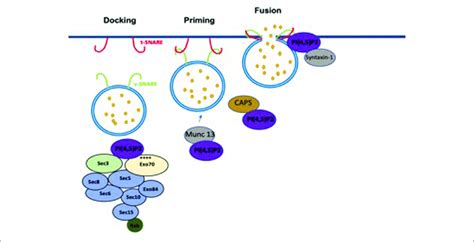 Involvement Of PI 4 5 P2 In The Exocytosis Steps PI 4 5 P2 Is