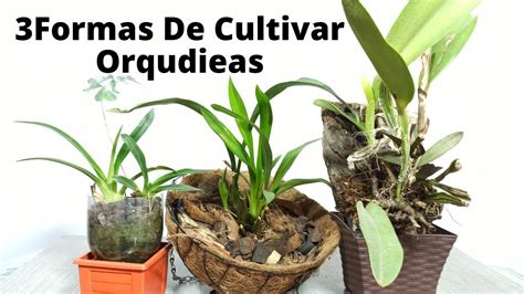 Formas De Cultivar Orquideas En Casa Youtube