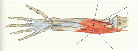 Diagram Of Anterior Flexor Compartment Of The Forearm Superficial