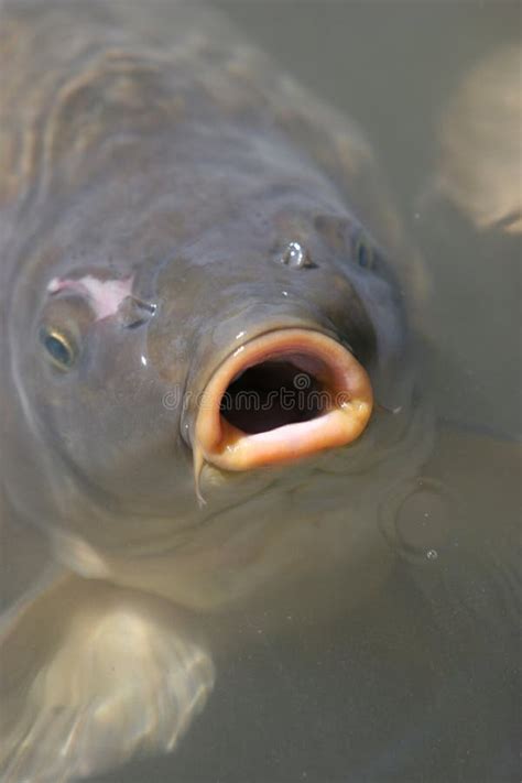 Big Lips Fish Free Stock Photos Stockfreeimages